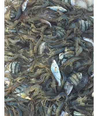 Shrimping – Edisto Beach Shrimp Boat Charters