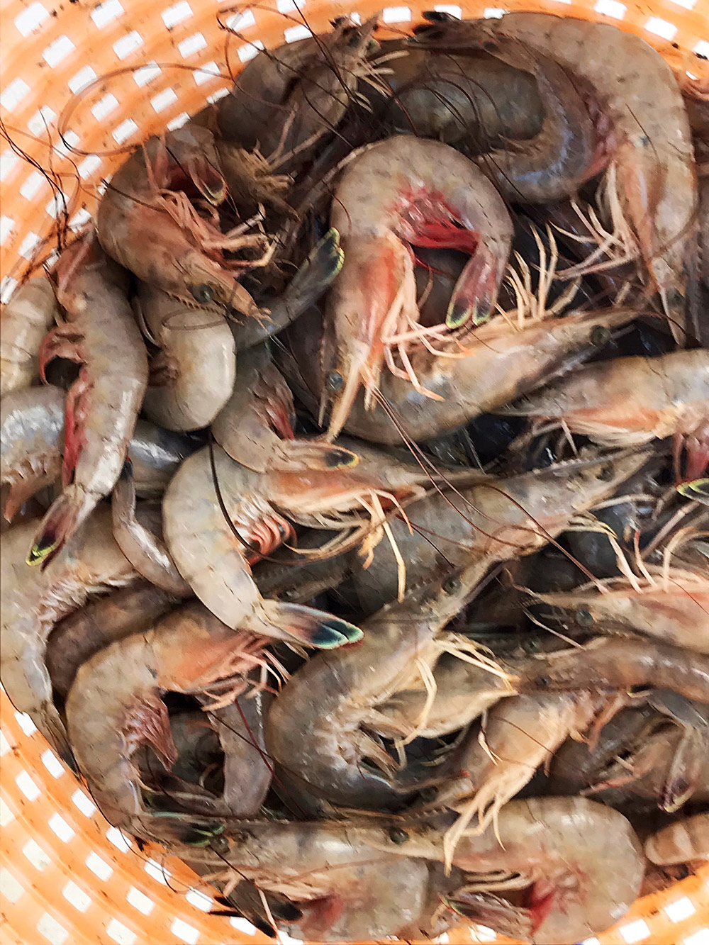Shrimping – Edisto Beach Shrimp Boat Charters